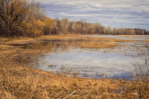 Wetlands: the Rodney Dangerfield of water resources - Michigan Farm News