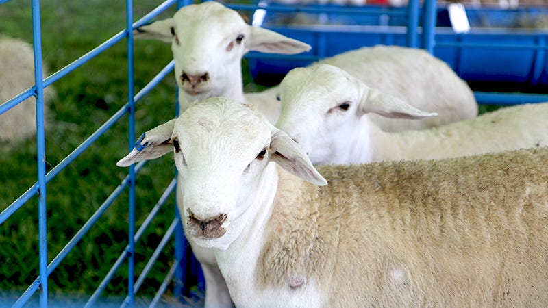 Sheep Production and Marketing Grant Program funding available - Michigan Farm News