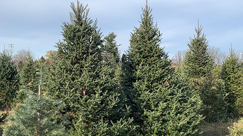 Christmas trees 101: How to keep your tree healthy and safe - Michigan ...