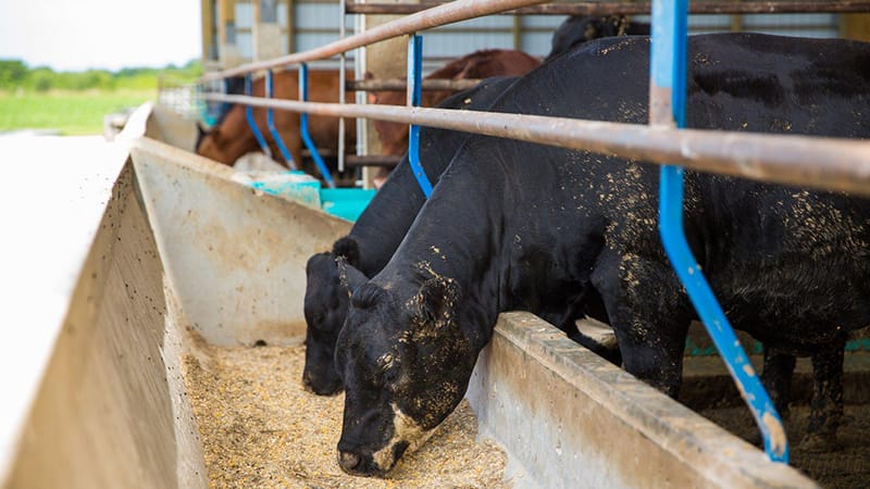 How much vomitoxin is too much for feedlot cattle? - Michigan Farm News