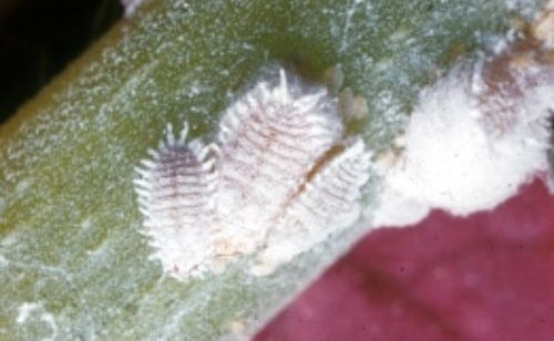 Strategies for effective mealybug management in greenhouses - Michigan ...