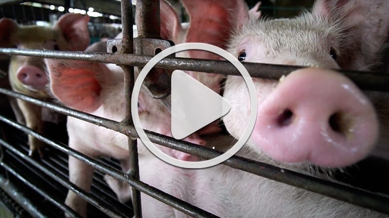 Meet Master Pork Producer Award winner Gord Poll - Michigan Farm News