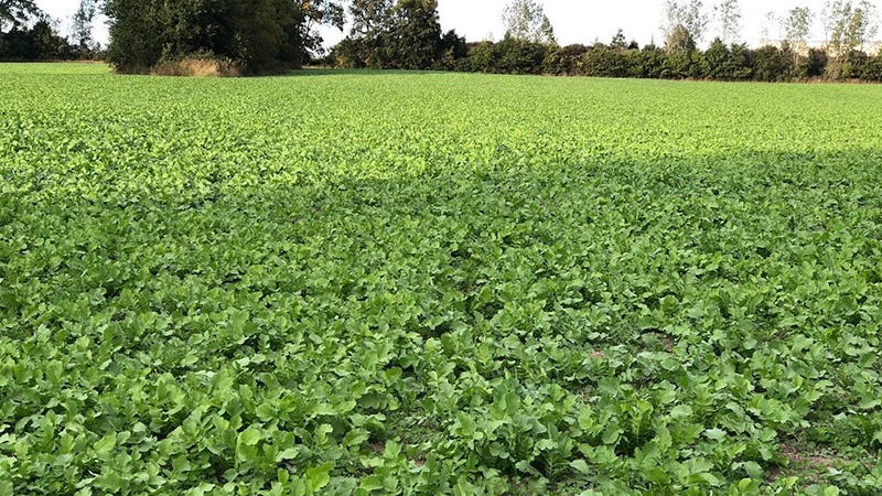 MSU hosting cover crops virtual field day - Michigan Farm News