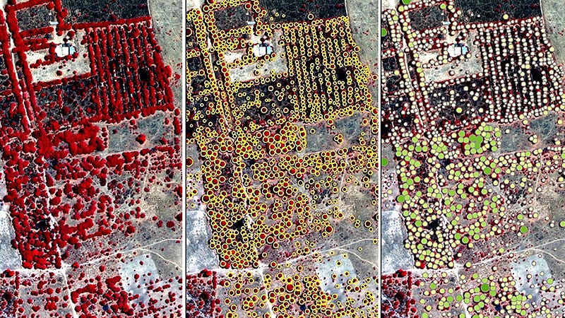 MSU partners with NASA to learn more about trees outside of forests ...