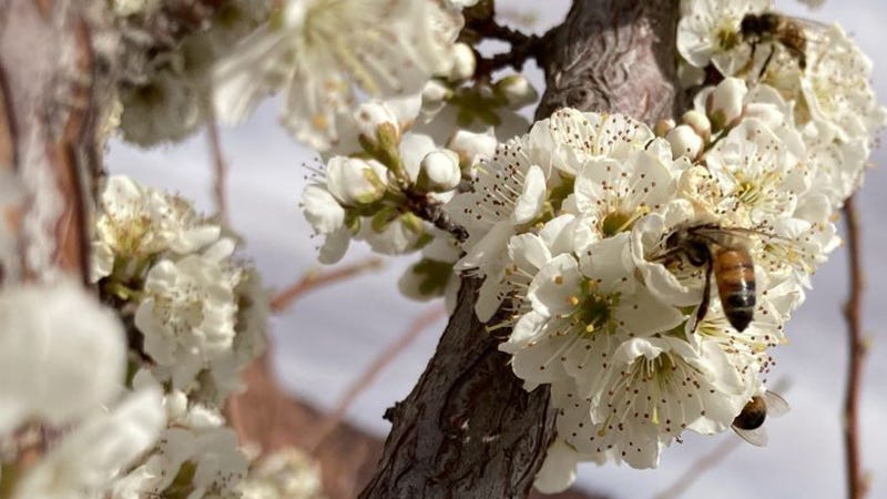 MSU to host Aug. 24 Bee Palooza - Michigan Farm News