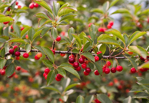 Cherry production up, celebration down - Michigan Farm News