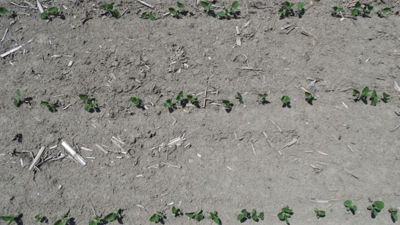 Assessing soybean stands when faced with replant decisions - Michigan ...