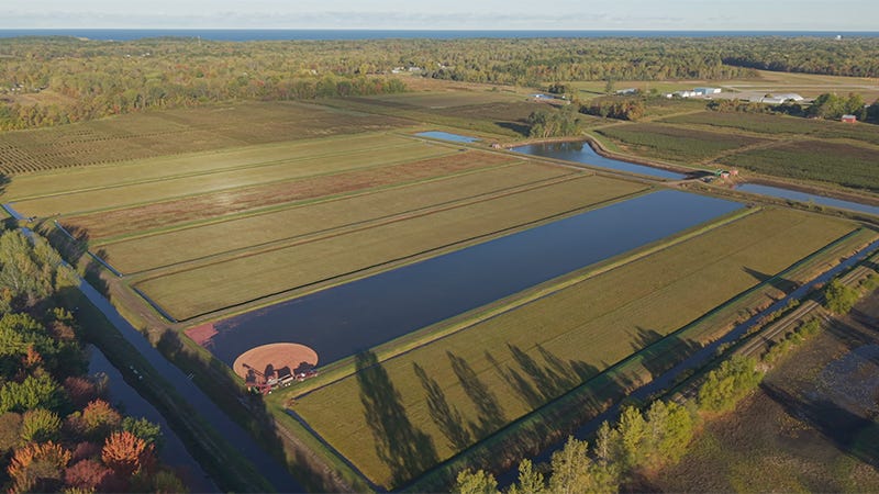 Crazy good cranberry yields at DeGrandchamp Farms - Michigan Farm News