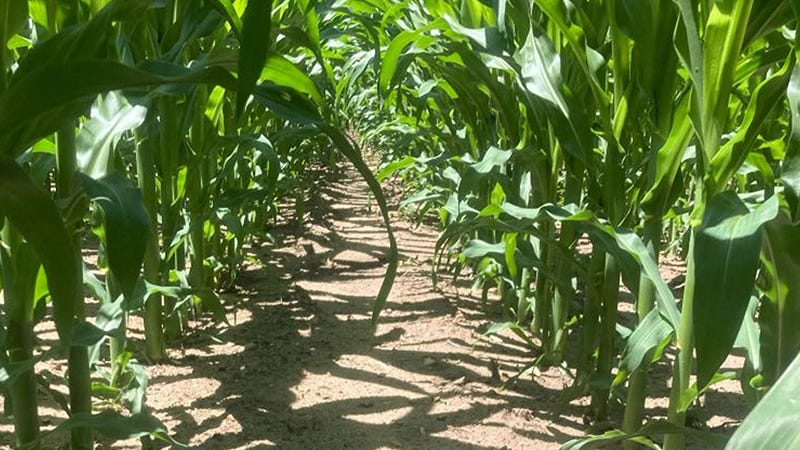 MI corn and soybean planting wraps, good crop conditions reported ...