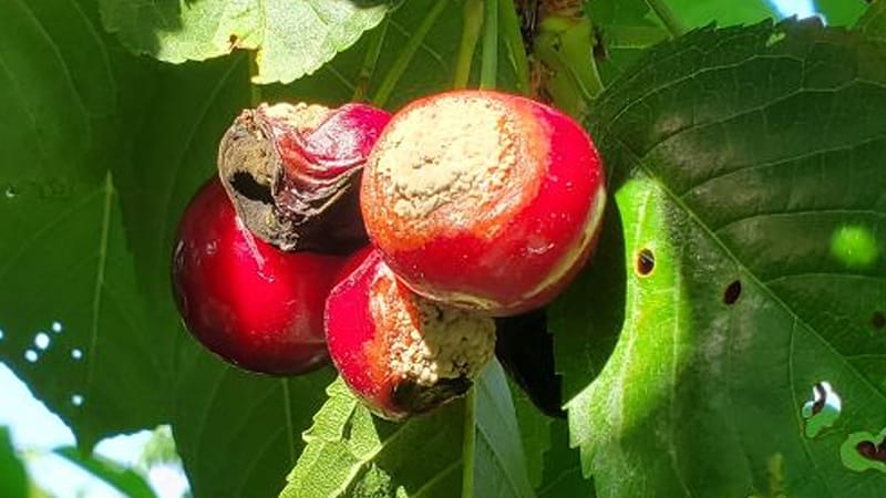 USDA issues disaster declaration for MI sweet cherries in 11 counties ...