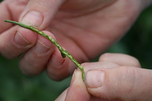 Breakthrough seed breeding technique published - Michigan Farm News