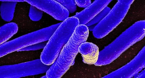 EGLE announces draft state E. coli TMDL; CAFO permits to be consistent ...