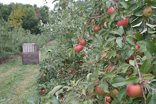 Michigan apple crop expected to hit 28 million bushels - Michigan Farm News