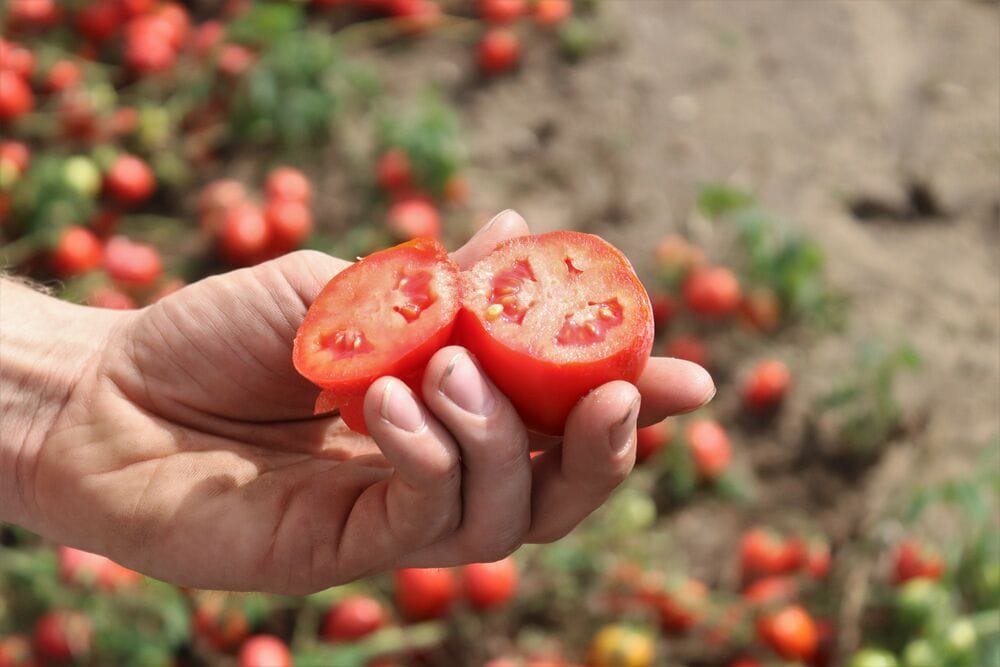 USDA adds digital options for farmer CFAP applications - Michigan Farm News