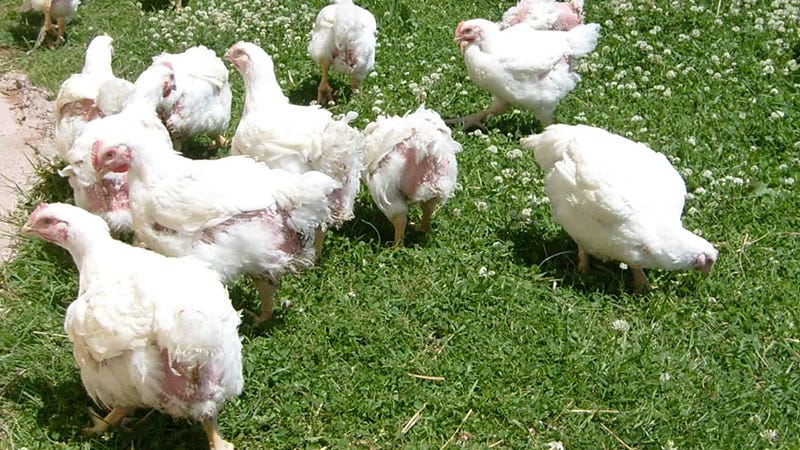 Scientists ratchet up key amino acid in corn, benefiting organic ...