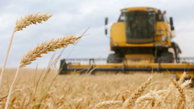 USDA projects record global wheat production - Michigan Farm News