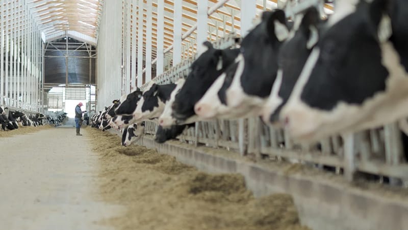 Livestock - Michigan Farm News