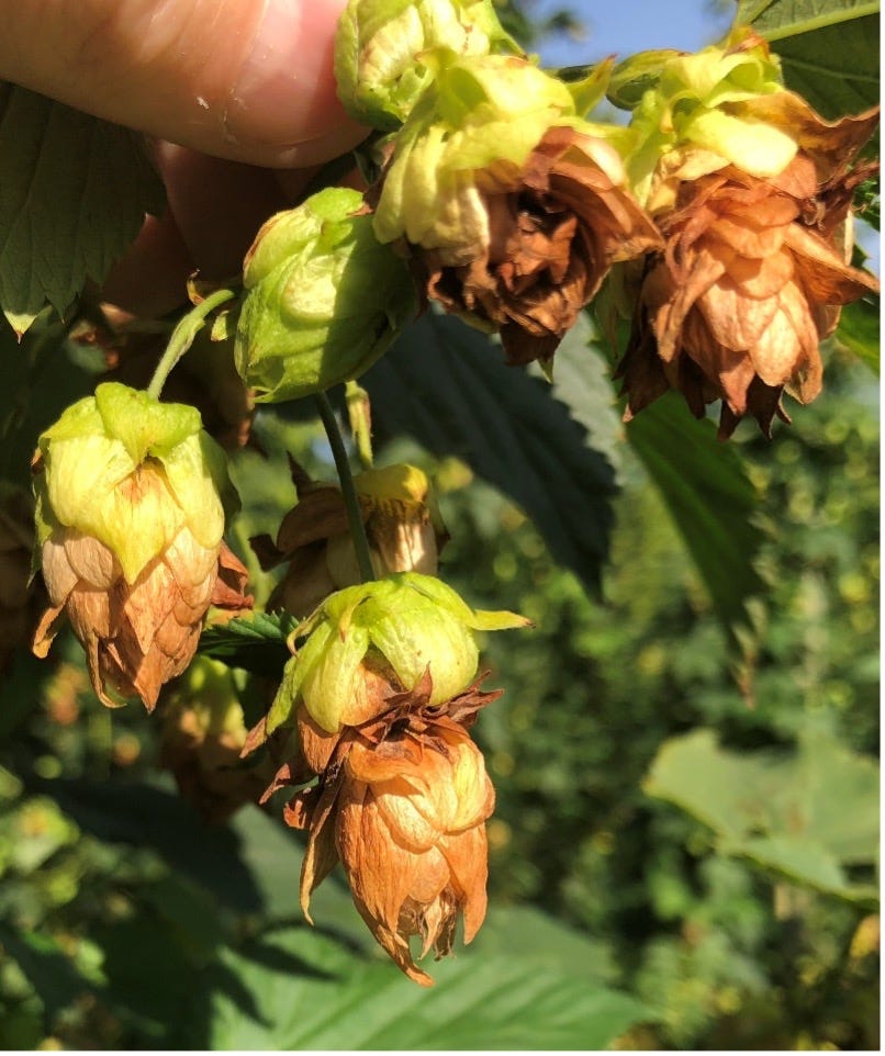 MSU research examining ways to control destructive hop diseases ...