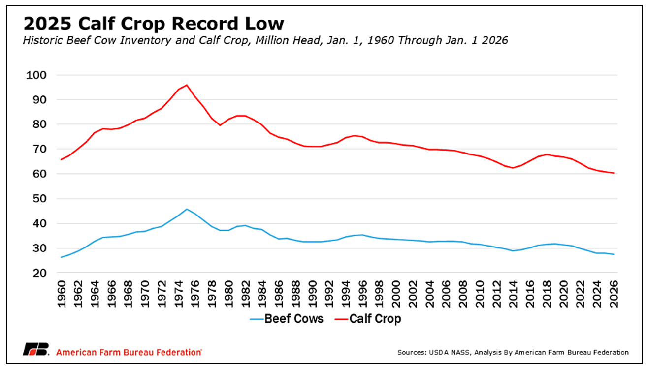 'Where's the beef?' US cattle herd down 300K from 2025 - Michigan Farm News