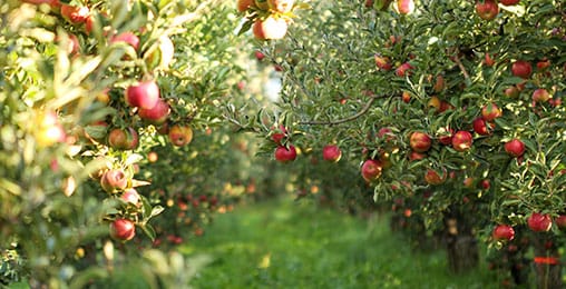Two from Michigan named 2019 Young Apple Leaders - Michigan Farm News