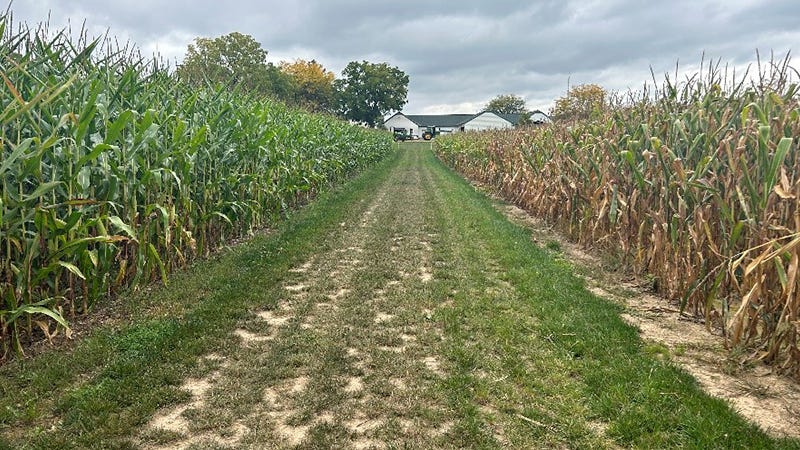 MSU Extension reports on first two years of five-year field crop ...