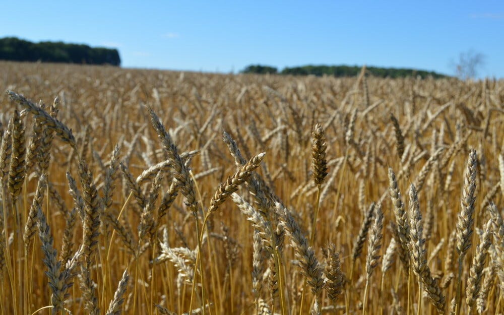‘Much to be optimistic about’ for Michigan wheat growers - Michigan ...