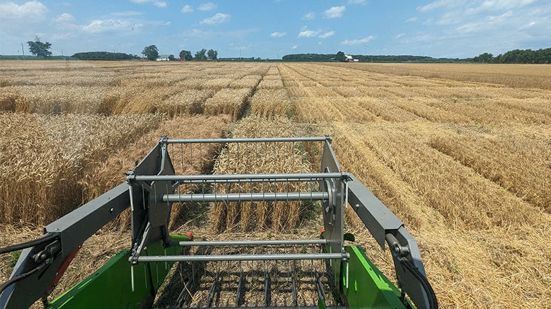 2023 MSU Wheat Performance Trials available in Aug. 15 Michigan Farm ...