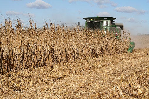 MI Corn growers approve state checkoff renewal - Michigan Farm News
