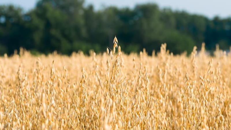 Free Cover Crop Boot Camp offers practical tools for Michigan farmers ...