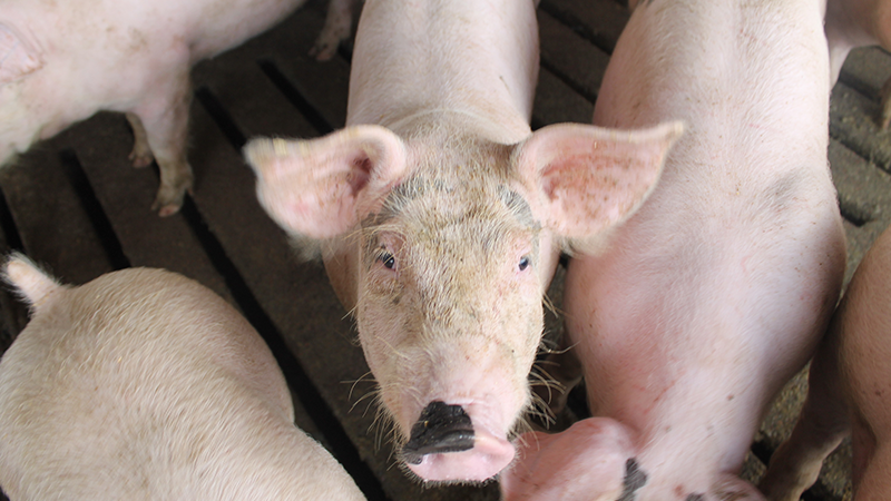 Judge delays enforcement of California’s Prop 12 pork rules - Michigan ...
