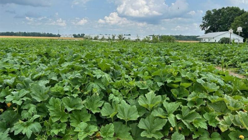 Crops - Michigan Farm News