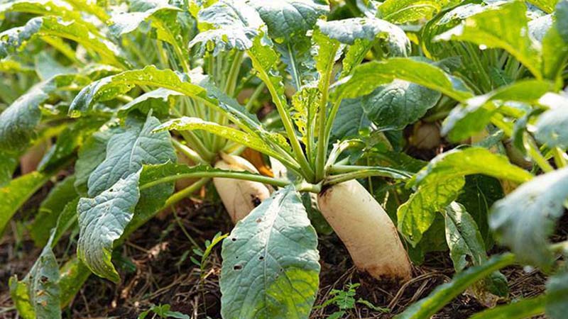 Use of cover crops in horse pasture rehabilitation - Michigan Farm News