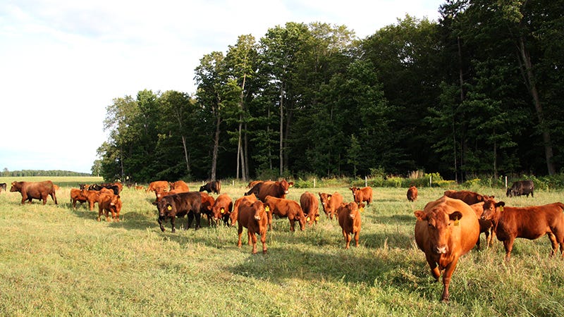 MSU to partner with conservation district, Baseline Farm for grazing ...