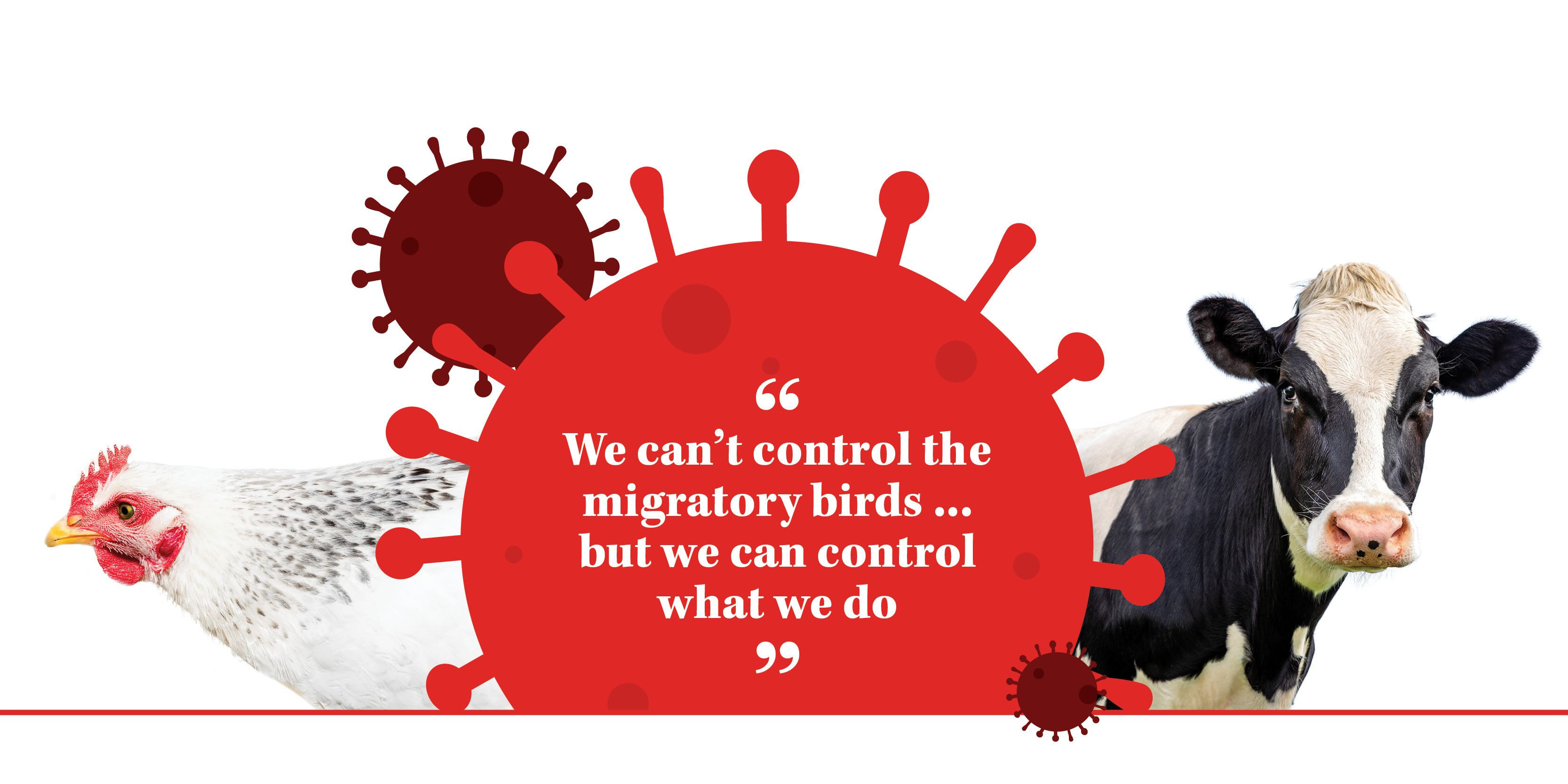 HPAI spread in MI intensifies: Veterinarians, workers focus on ...