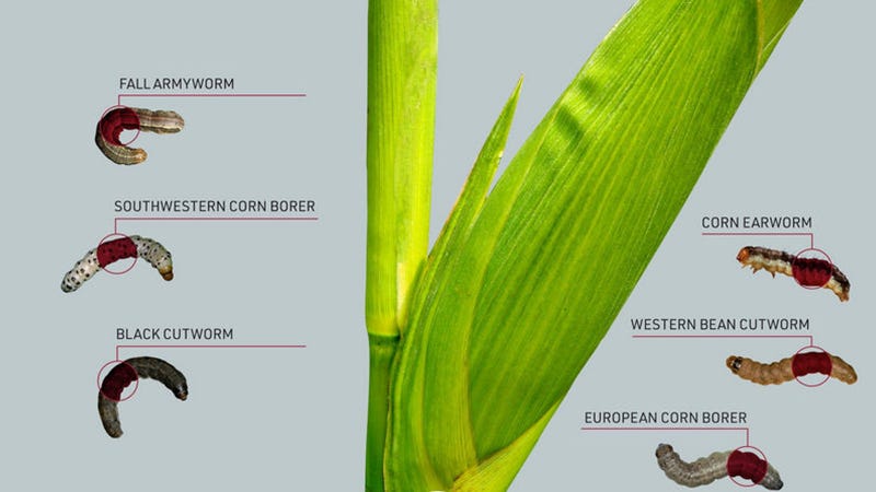 DEKALB, Asgrow brands offer strong 2025 new product lineup for Michigan ...