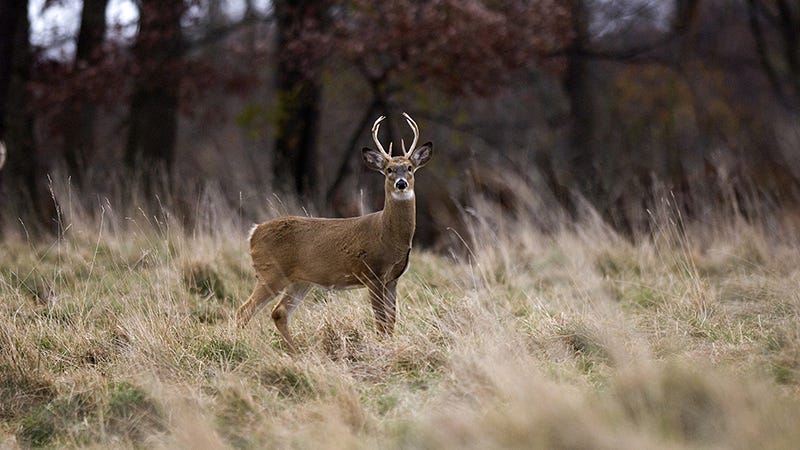 2023 Michigan deer hunting preview - Michigan Farm News