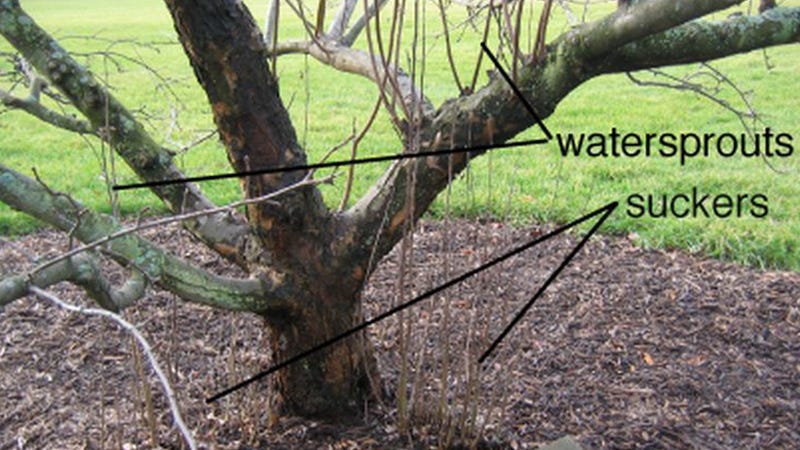 Late winter pruning of fruit - Michigan Farm News