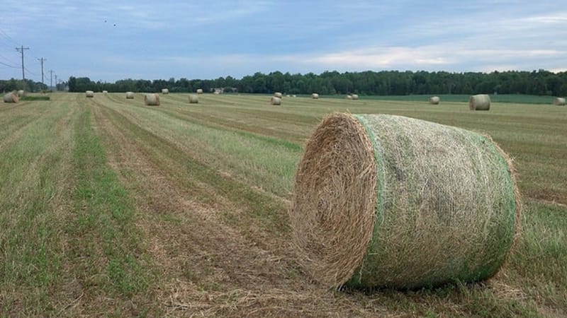 Back by popular demand: MSU Extension offering online Hay Production ...