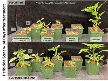 Work continues on waterhemp and fall panicum herbicide resistance in ...