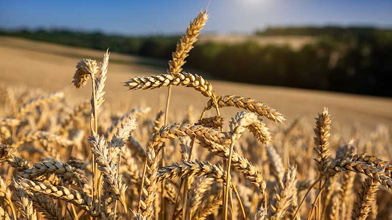 Berrien, Huron Farm Bureau members appointed to wheat committee ...