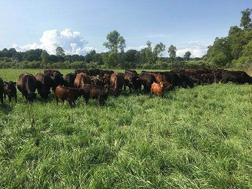 Cattleman’s summer educational series heads to Clare with a focus on ...