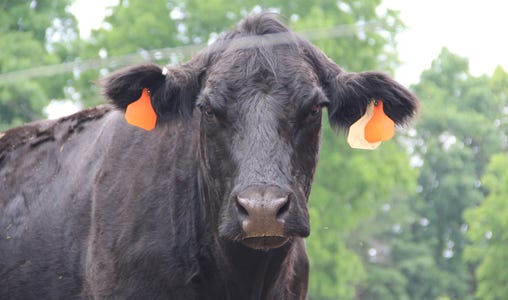 New DNA profiling technique beefs up cattle genomics - Michigan Farm News