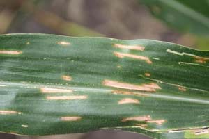 Five signs of foliar disease to look for when harvesting corn ...