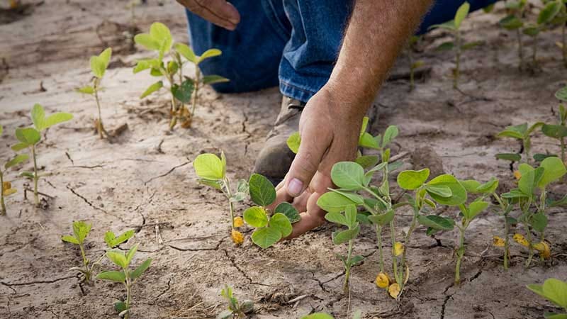What to do with thin soybean stands? - Michigan Farm News