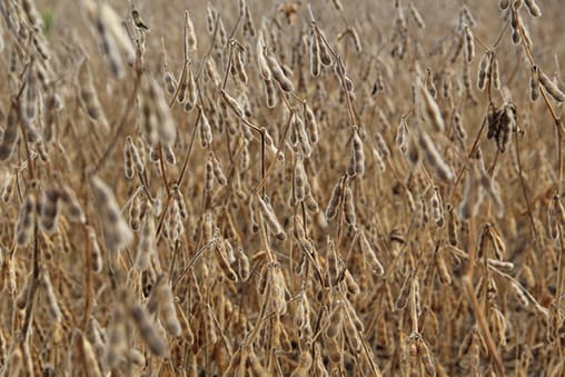 Michigan farmers appointed to state soybean board - Michigan Farm News