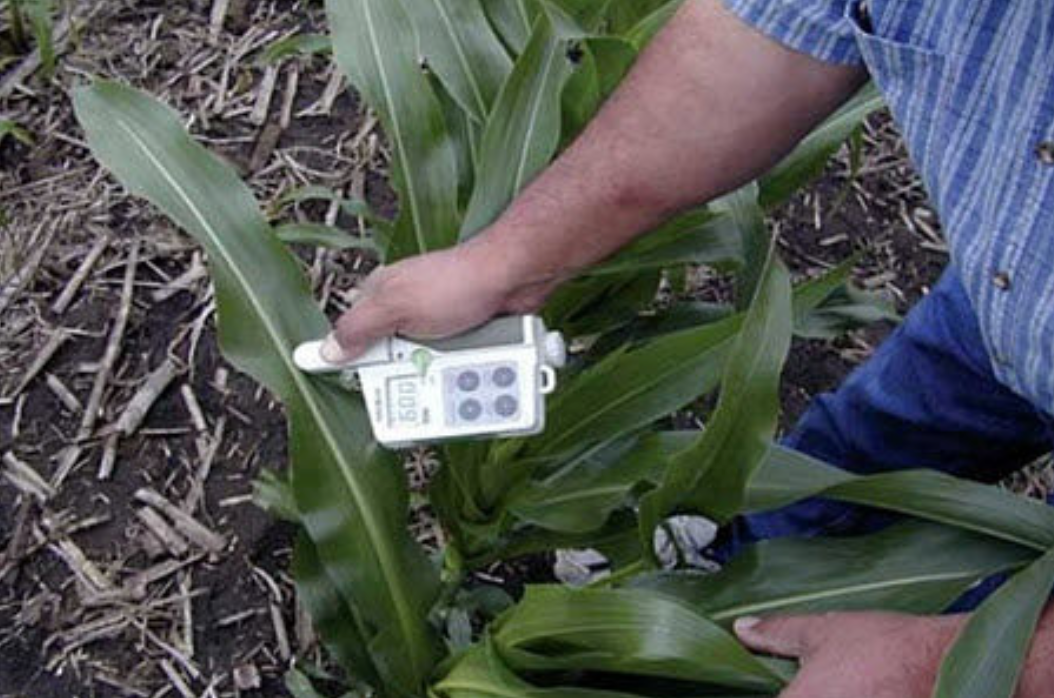 Assessing and managing nitrogen losses in corn - Michigan Farm News