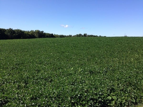 Tips for harvesting soybeans for forage - Michigan Farm News