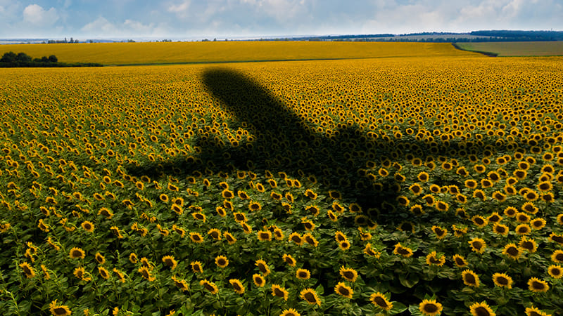 A new source of farm income? Corteva, BP partnering on feedstock crops ...