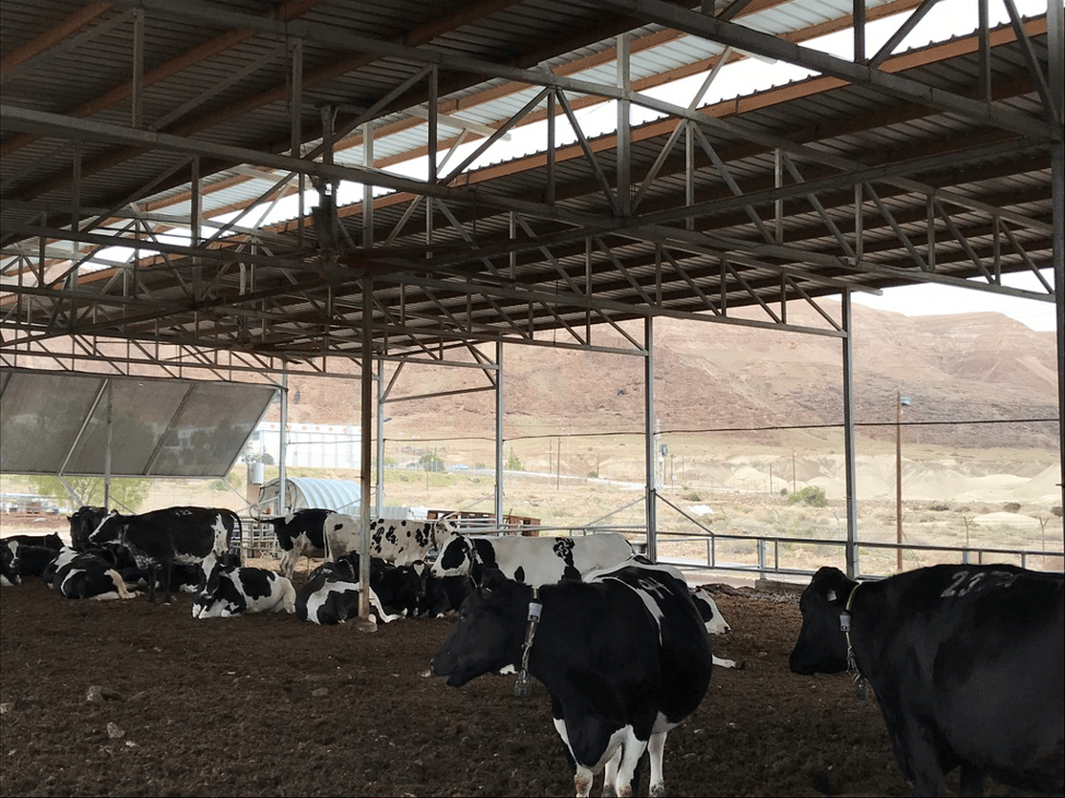 Dairy in Israel – world leaders in average per-cow milk production ...