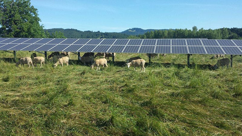 Is ‘Agrivoltaics' the wave of the future? - Michigan Farm News